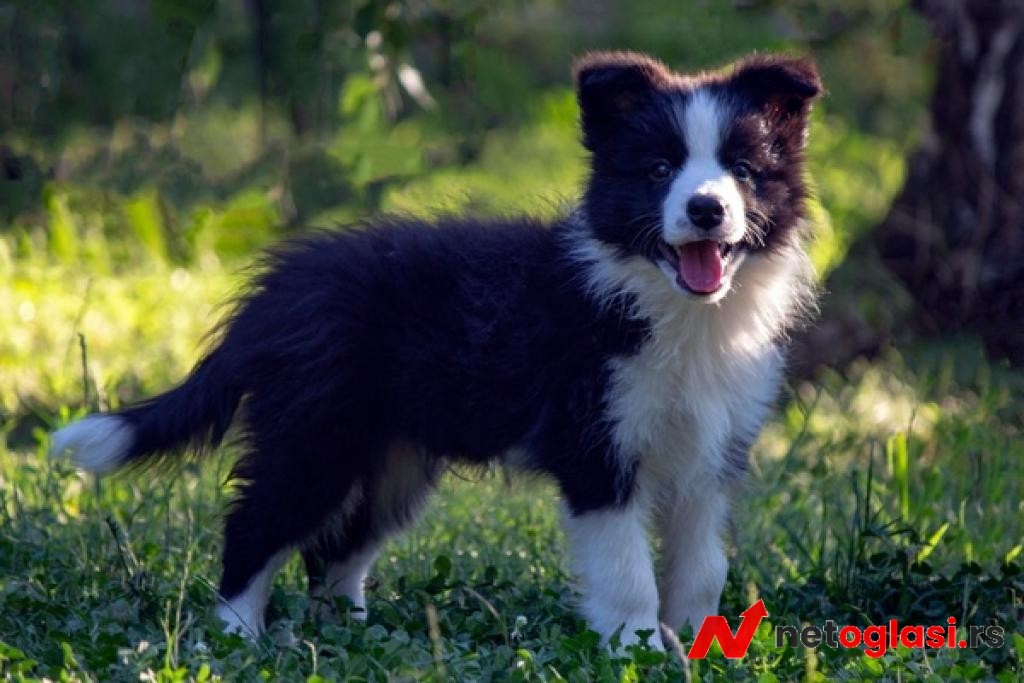 Border Collie - Border koli stenad