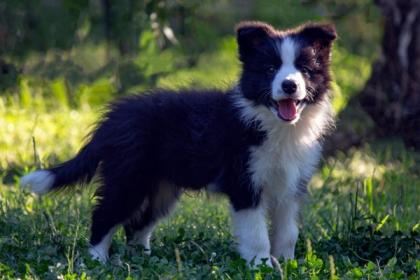 BORDER COLLIE - BORDER KOLI ŠTENAD
