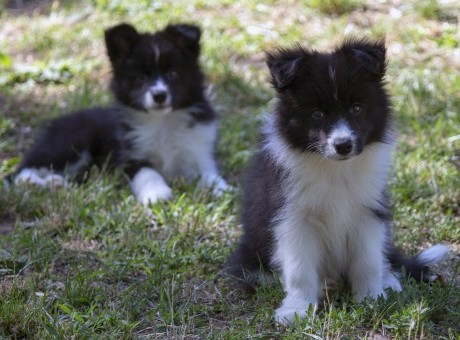 Border Collie - Border koli štenad