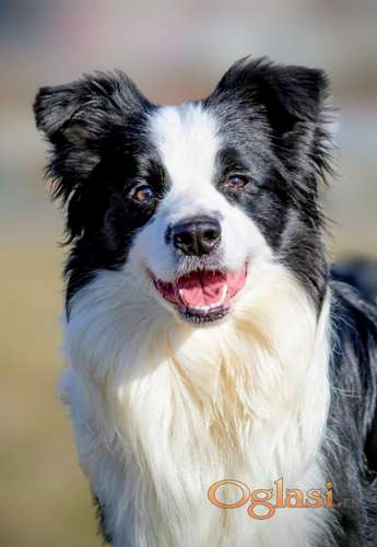 Border Collie-Border koli štenad
