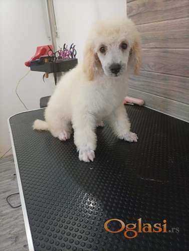 Mini pudla