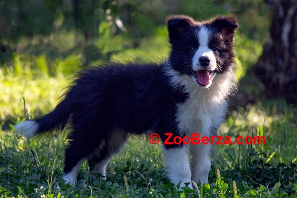 Border Collie - Border koli štenad