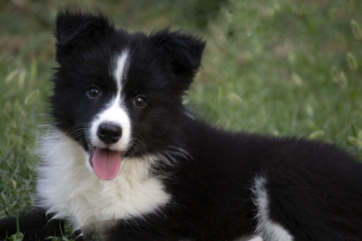 Border Collie-Border koli štenad