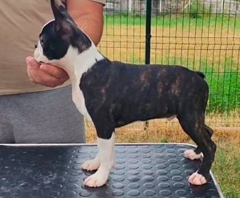 Boston terrier musko stene