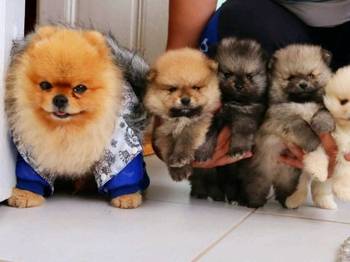 Najlepsi Pomeranci Boo samo u Pom_Hash_Starsu ❲ 1 eur ❳
