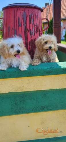 Maltipoo-Bipooo