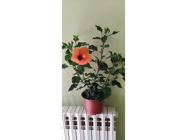 SOBNI HIBISKUS ORANŽ