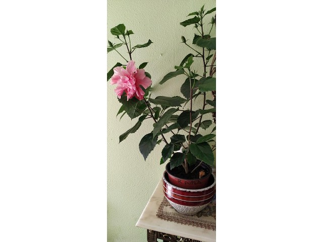 SOBNI HIBISKUS DUPLI BEBI ROZA