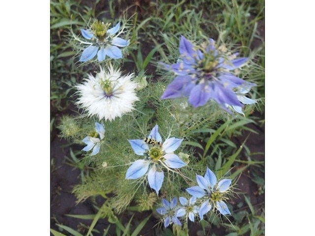 MAČKOV BRK Nigella damascena 100 semena