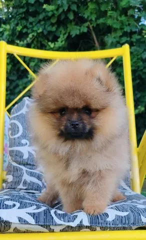POMERANAC