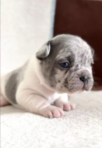 FRANCUSKI BULDOG PRELEPI ŠTENCI