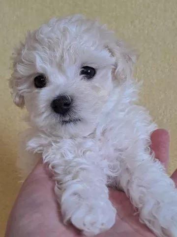 MALTEZER