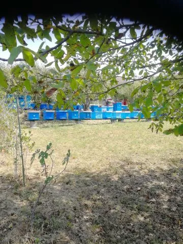 PRODAJEM PČELINJA DRUŠTVA