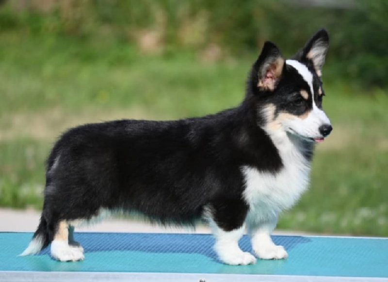Velški korgi Welsh Corgi Pembroke