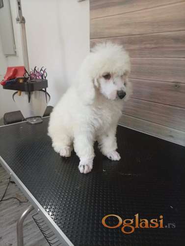 Mini pudla