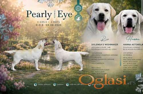 Labrador retriver štenci, prelepi