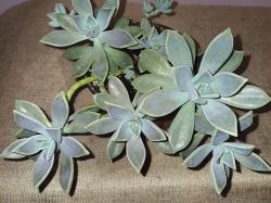 Kameni cvet - Graptopetalum paraguayense