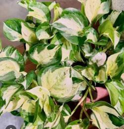 Epipremnum manjula pothos
