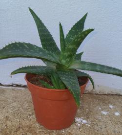 Aloja - Aloe maculata
