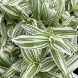 TRADESCANTIA sanna - lozica
