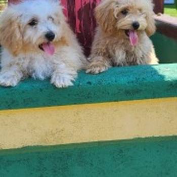 Maltipoo-Bipooo ❲ 300 eur ❳