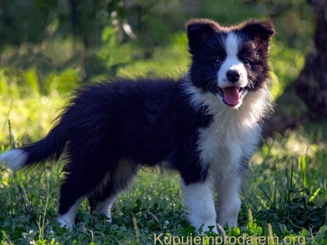 Border Collie - Border koli štenad