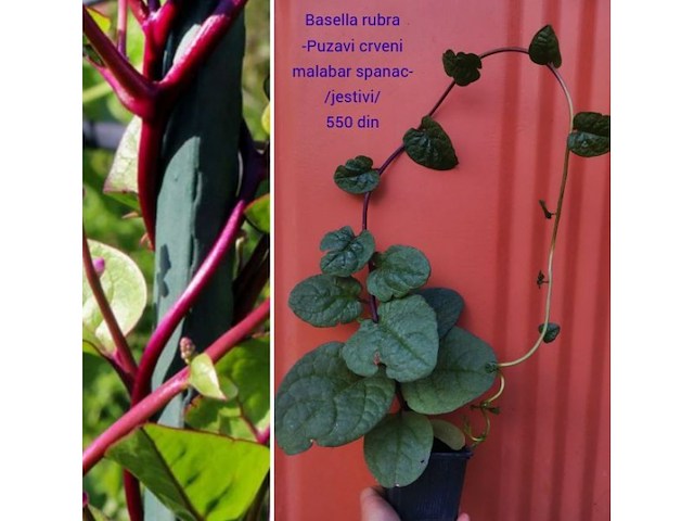 Basella rubra (Puzavi crveni malabar spanac)