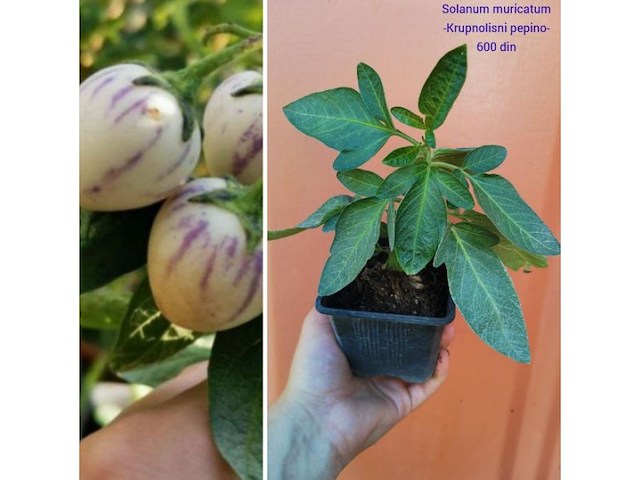 Solanum muricatum (Pepino dinja)
