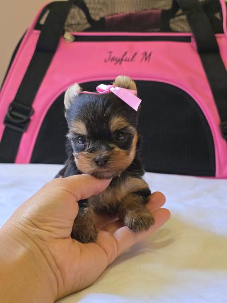 Mini Jorkširski terijeri jorki, štenci