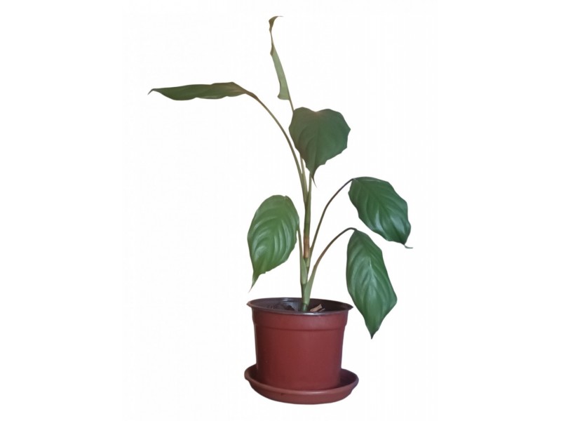 Aglaonema Modestum