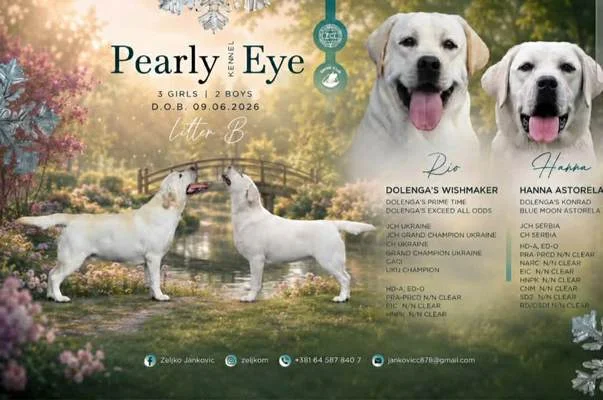Labrador retriver štenci, prelepi