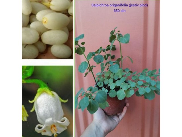 Salpichroa origanifolia (đurđevak-puzavica)