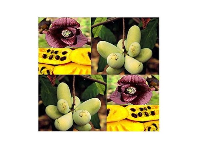 Asimina triloba - Indijska banana (2 seme) Sveže seme!!