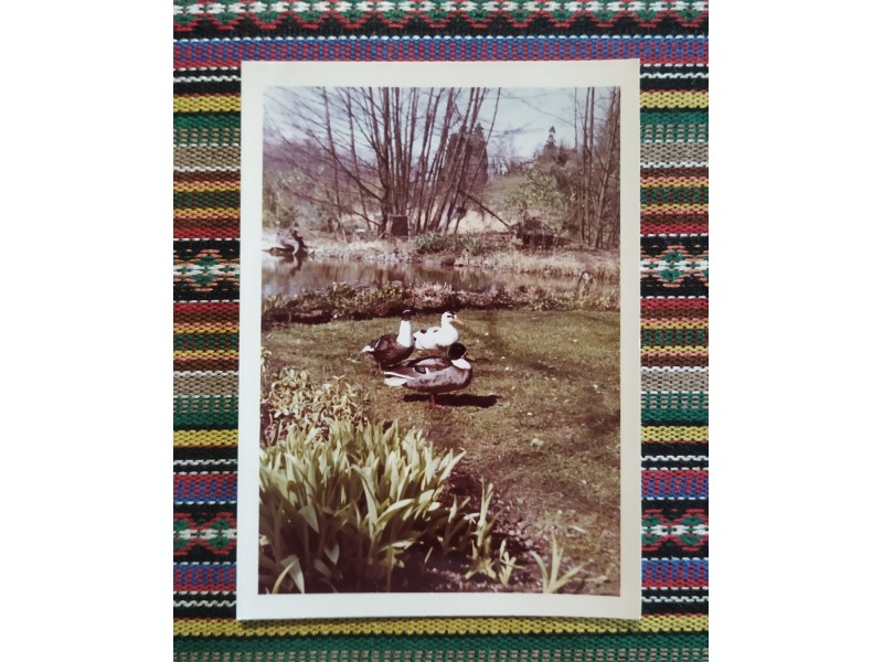 PTICE ZOO VRT 1967.