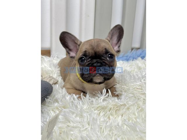 Francuski Buldog PRELEPI štenci