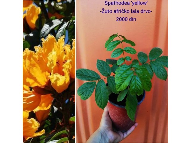 Spathodea campanulata `Lutea` (Žuto afričko lala drvo)