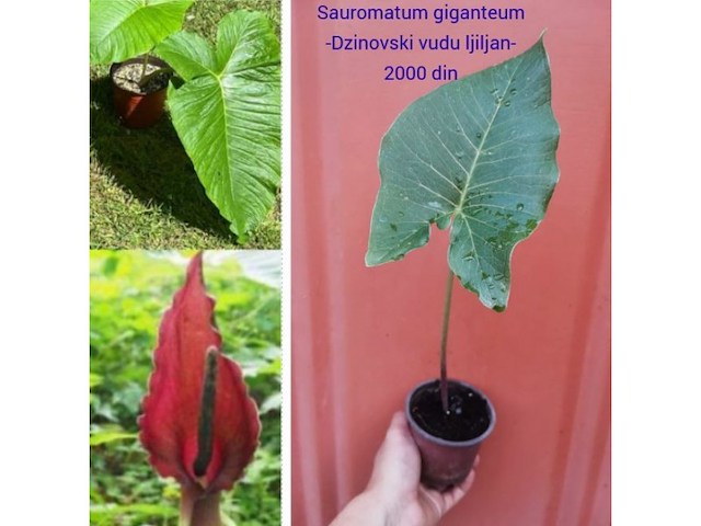 Sauromatum giganteum (Džinovski vudu ljiljan)