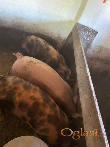 Tovljenici na prodaju!