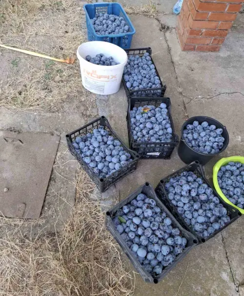 Prodaja potpuno neprskanih sljiva