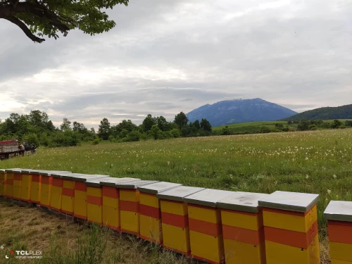 Med livadski sa Rtnja i bagremov med sa Kučaja