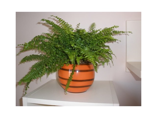 SOBNA PAPRAT (Nephrolepis) BILJKA