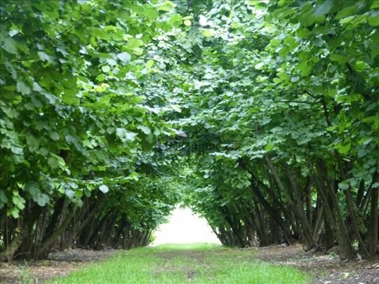 Građevinsko zemljište 4,6 ha – Jakovo (EXPO zona)