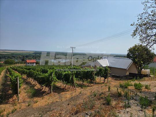 Kuca 50m2 i 50ari vinograda