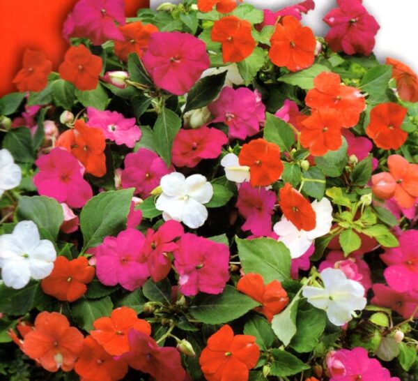 Lepi Jova (Impatiens mix ) 0,04 gr (oko 80 sem)