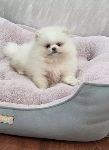 TEDDY BEAR POMERANCI, DVE SESTRE,