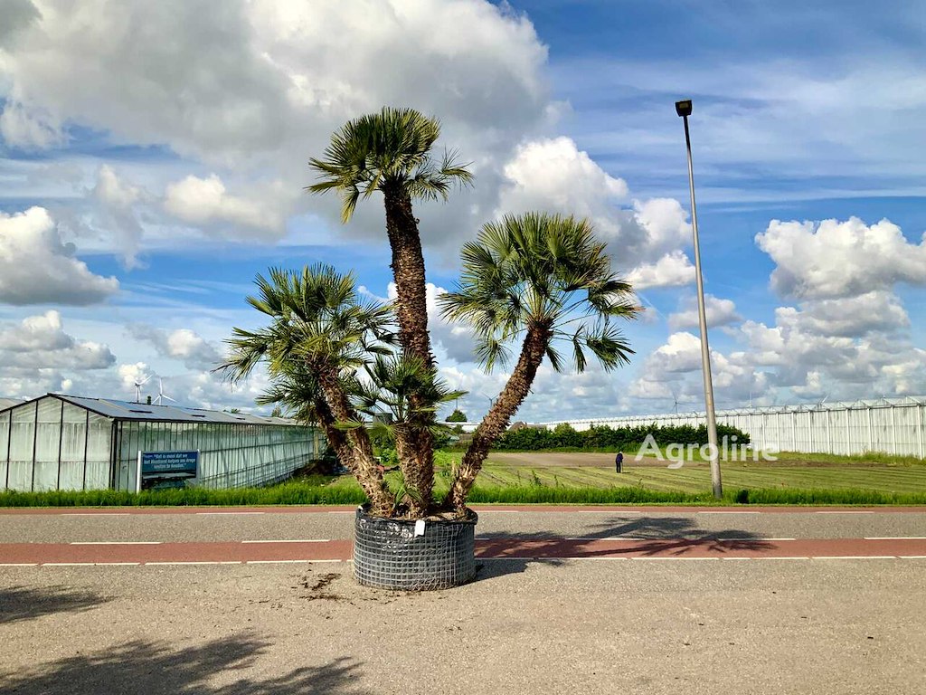 Prodaje se Palmboom meerstammig (Chamaerops Humilis) sadnicu voćnog drveta na aukciji