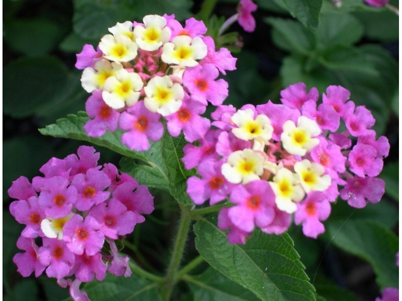 Lantana camara clasic