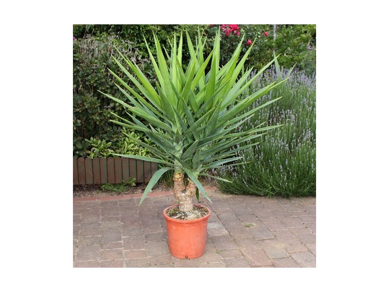 Drvo zivota – Yucca elephantipes