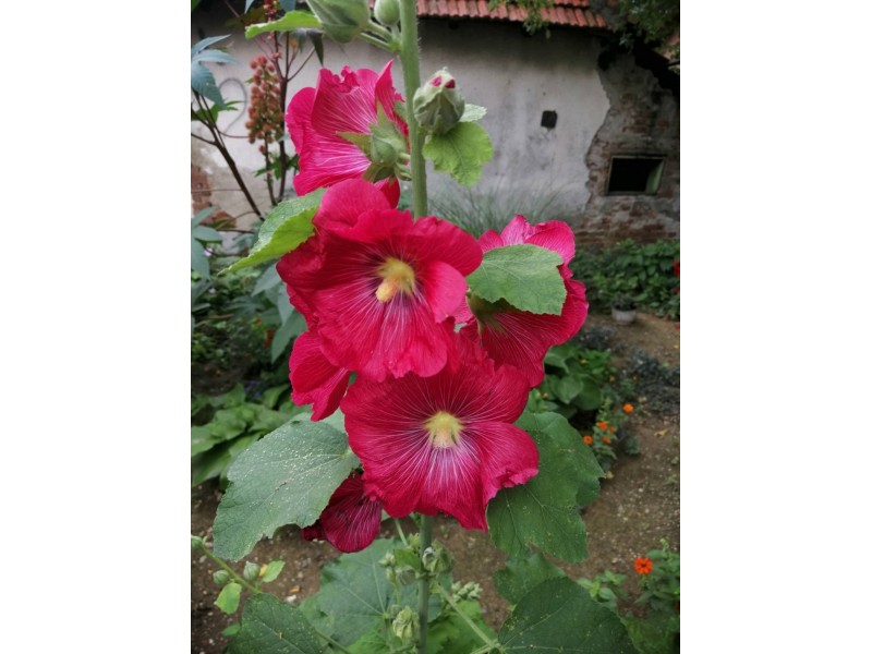 Ukrasni slez - Alcea rosea red
