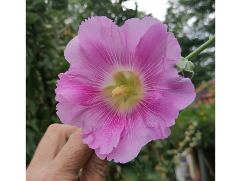Ukrasni slez - Alcea rosea